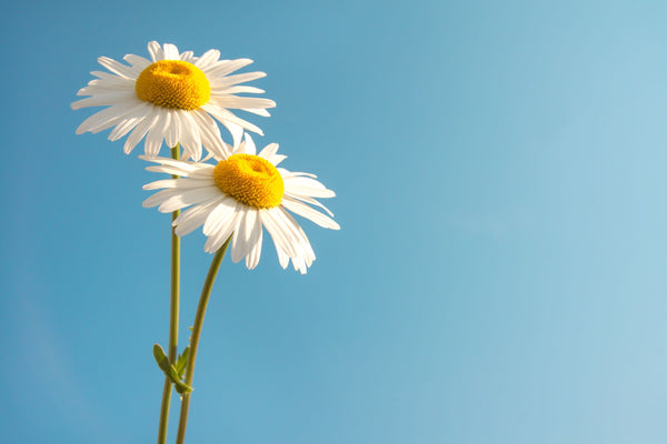The Benefits of Daisy Flower Extract in Skin Care – Na Pali Pure
